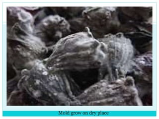 Mold | PPTX