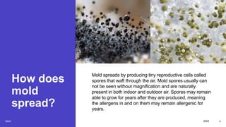 Mold | PPTX