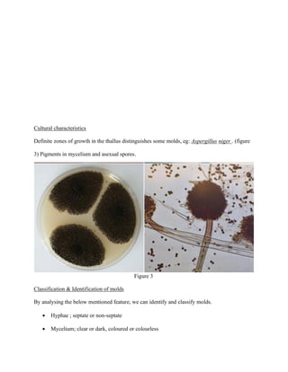 MOLD -GENERAL CHARACTERISTICS AND CLASSIFICATION | PDF