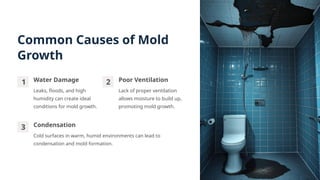 Fast and Affordable Mold Remediation in Rockville, MD – Call Now | PPT