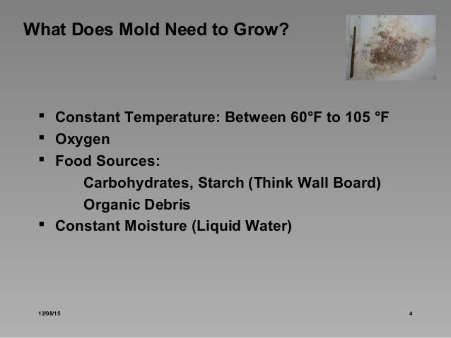 Mold Basics