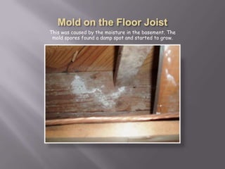 Mold In Your Home | PPT