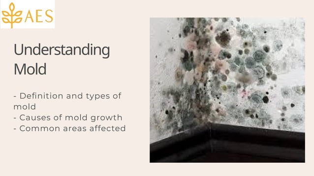 Mold Remediation In Salt Lake City.pptx