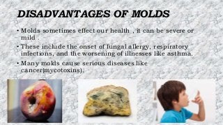 Molds.pptx