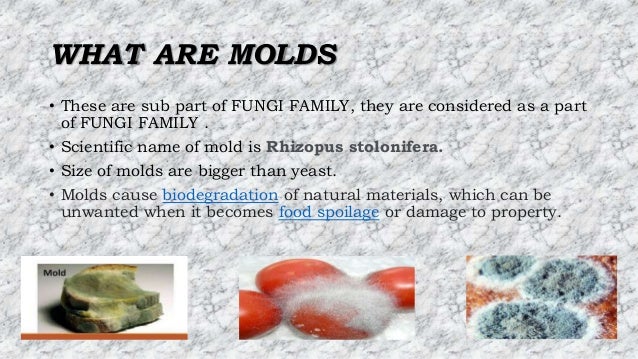 Molds.pptx