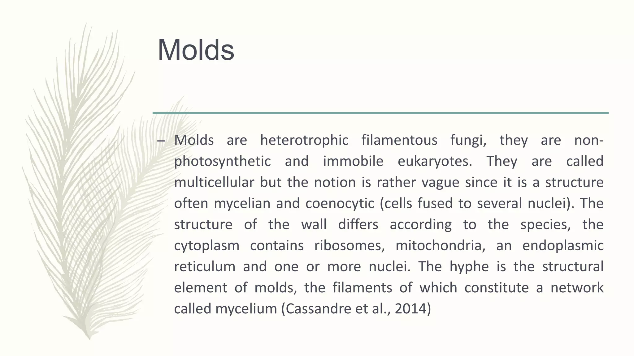 Molds in food | PPTX
