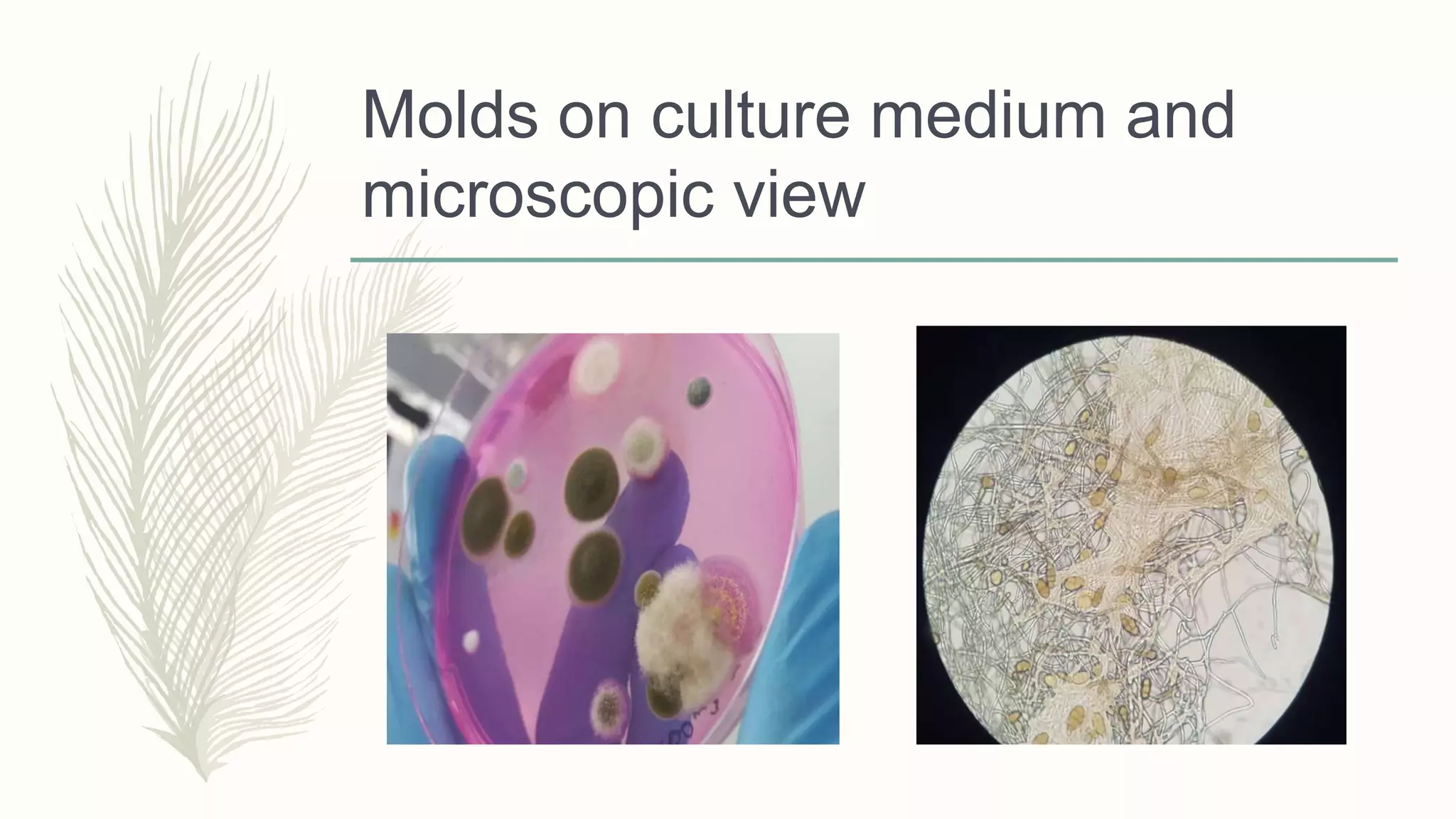 Molds in food | PPTX