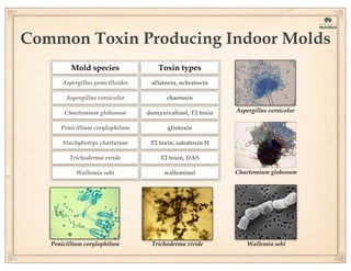 Mold Toxicity - A Chronic Inflammatory Response Syndrome | PDF