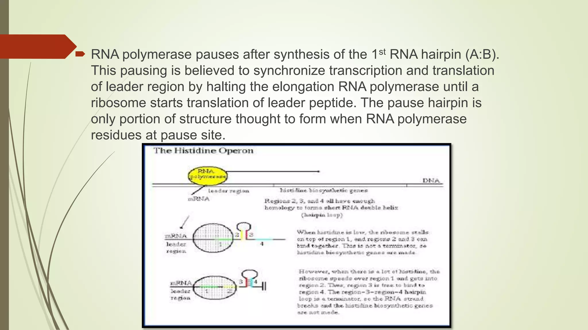 Histidine Operon | PPTX