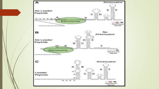 Histidine Operon | PPTX
