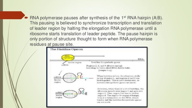 Histidine Operon