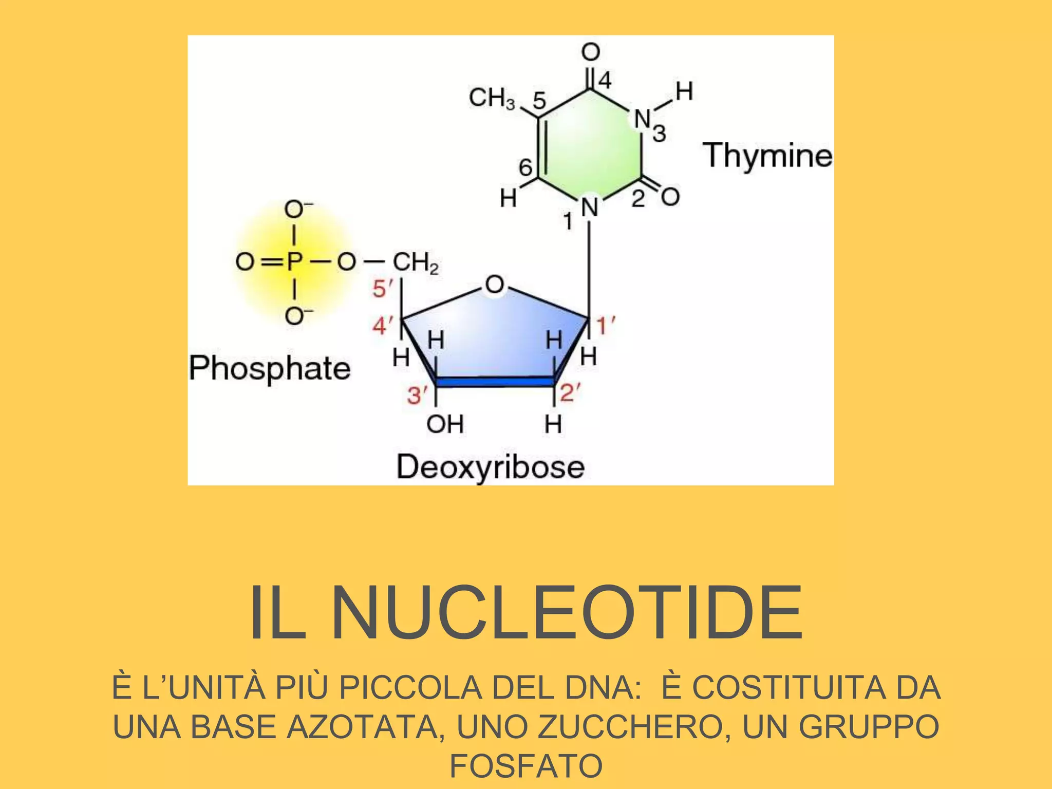 Molecola DNA | PPTX | Genetics | Science