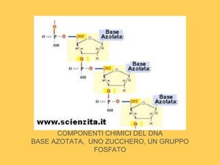 Molecola DNA | PPTX | Genetics | Science
