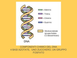 Molecola DNA | PPTX | Genetics | Science
