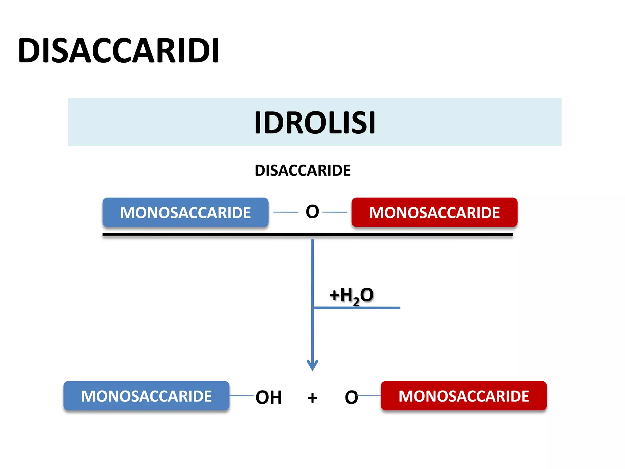 Le biomolecole: i carboidrati | PPTX