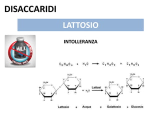 Le biomolecole: i carboidrati | PPTX