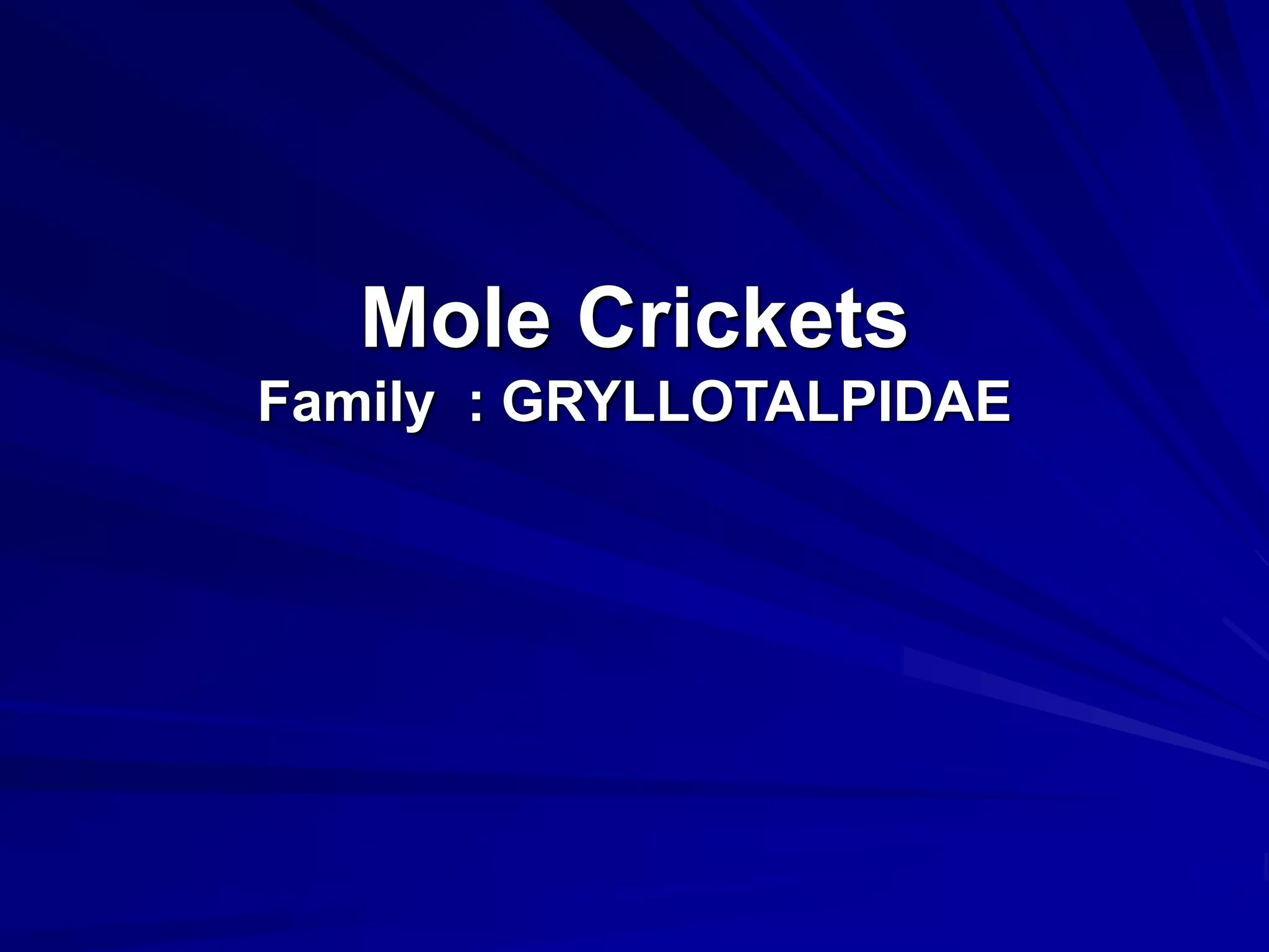 IPM- Mole crickets | PPT