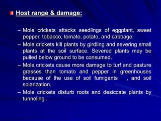 IPM- Mole crickets | PPT