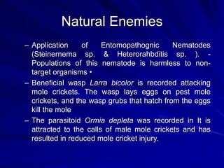 IPM- Mole crickets | PPT
