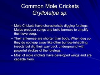 IPM- Mole crickets | PPT