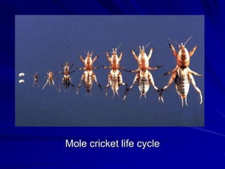 IPM- Mole crickets | PPT