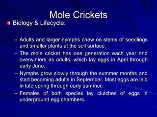 Mole Cricket Life Cycle