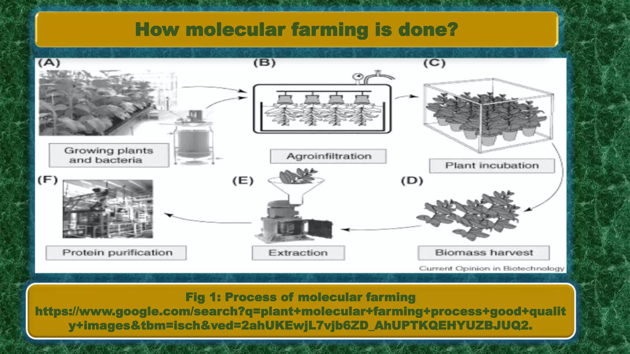 moleculaar farming.pptx
