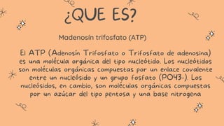 Molecula ATP.pdf