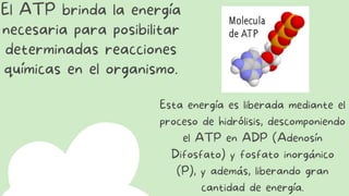 Molecula ATP.pdf