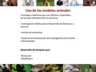 animales modelo | PPTX