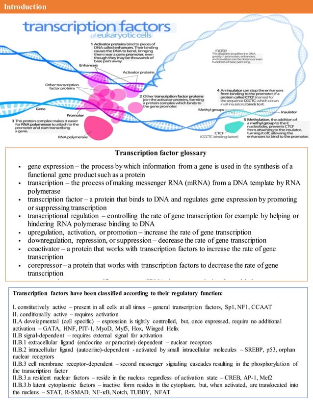 Activation of gene expression by transcription factors | DOCX