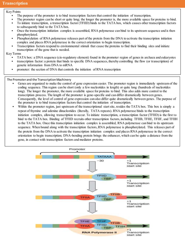 Activation of gene expression by transcription factors | DOCX