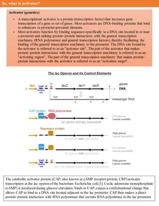 Activation of gene expression by transcription factors | DOCX