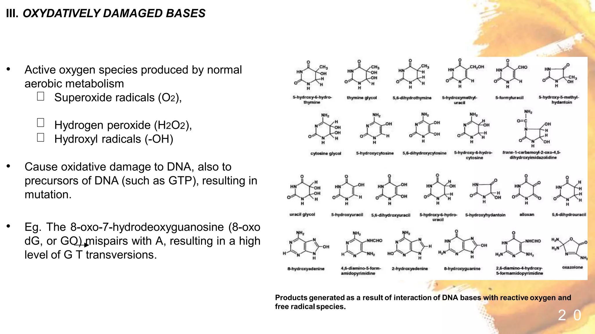 molecular-basis-of-mutation.pdf