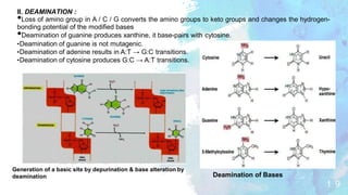 molecular-basis-of-mutation.pdf