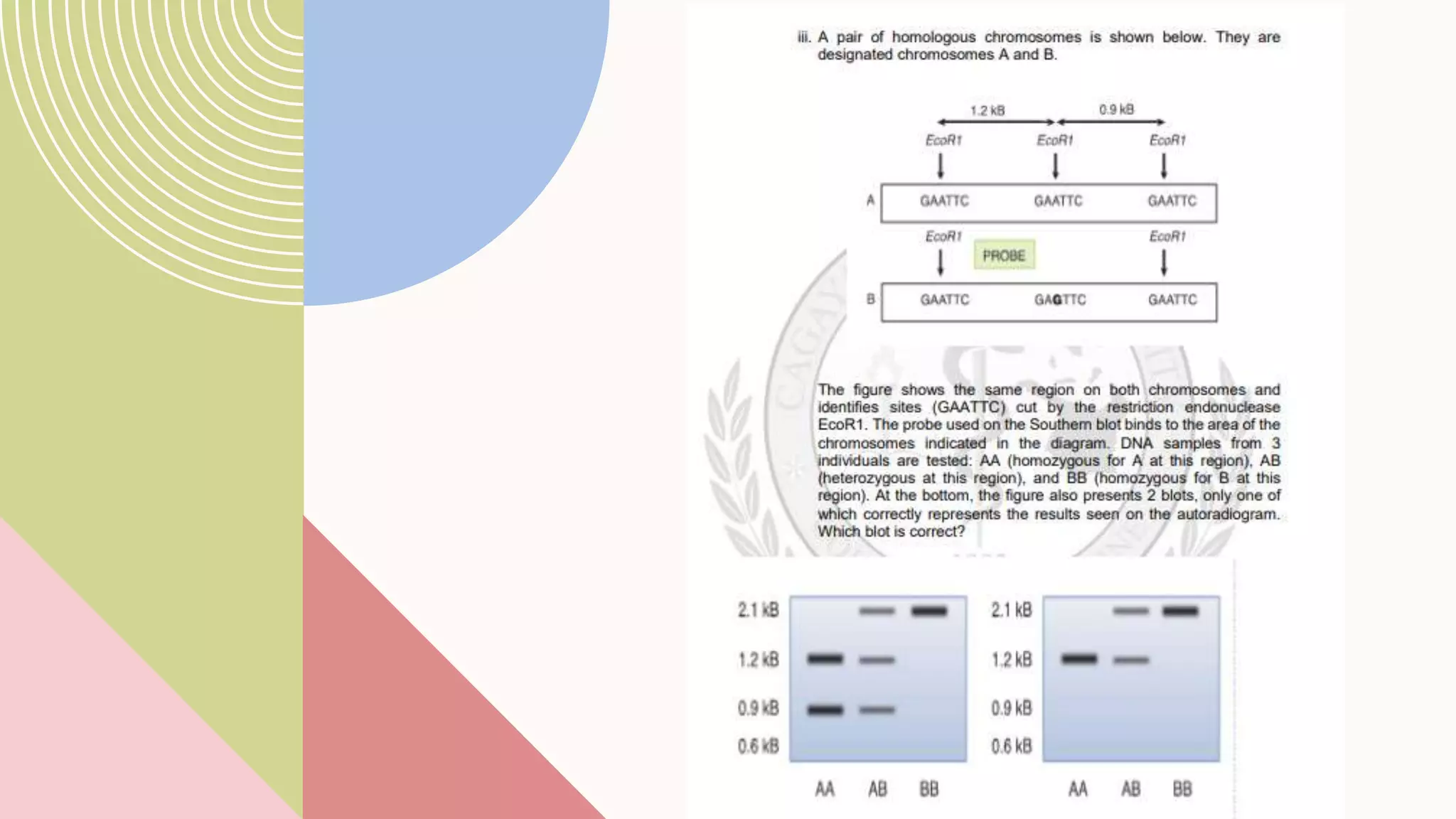 Molecular-biology-laboratory-techniques-NUCLEIC-ACIDS (1).pptx Molecular-biology-laboratory-techniques-NUCLEIC-ACIDS (1).pptx