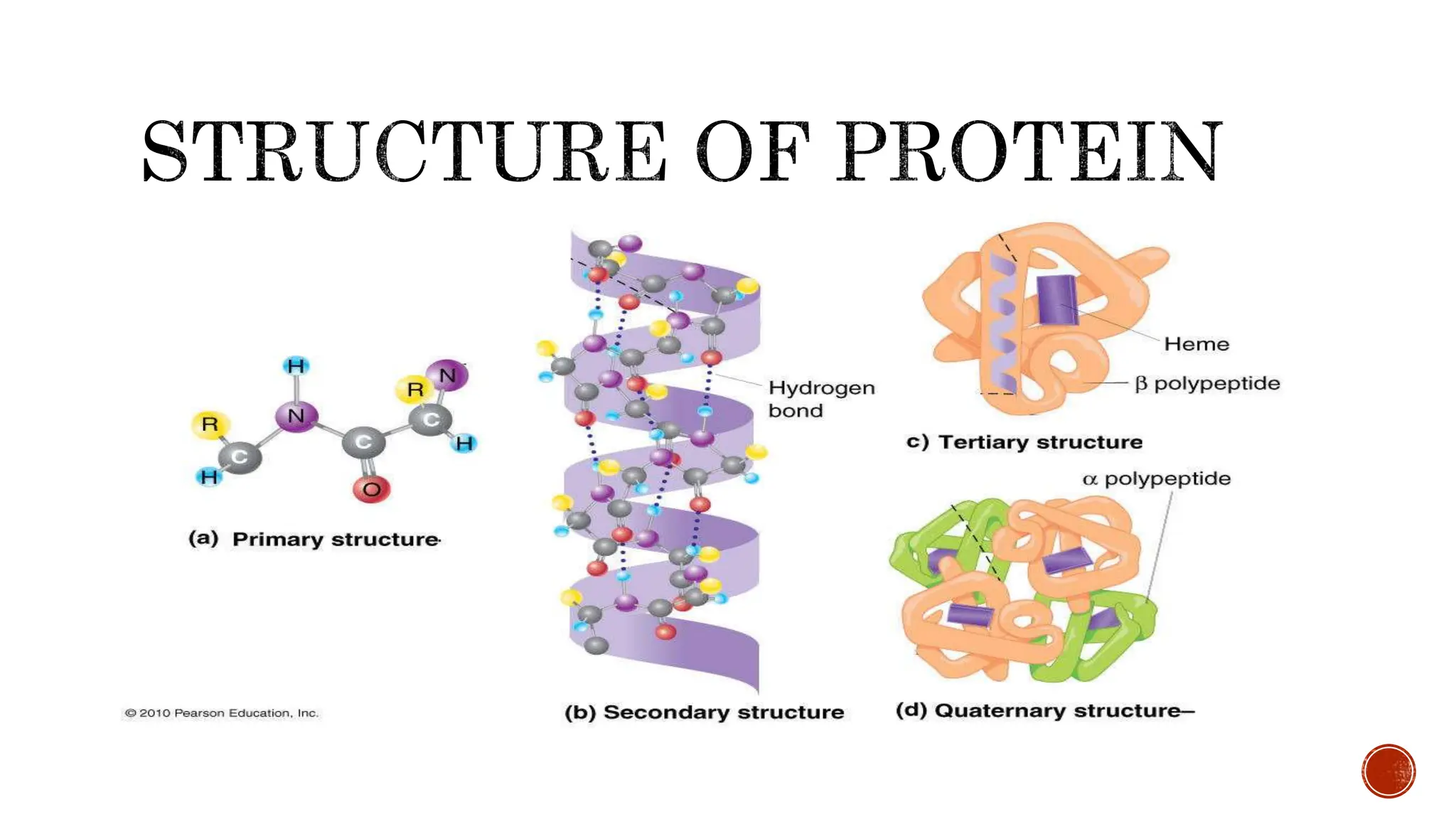 Molecular-structure-of-dna-rna-and-proteins-.pptx