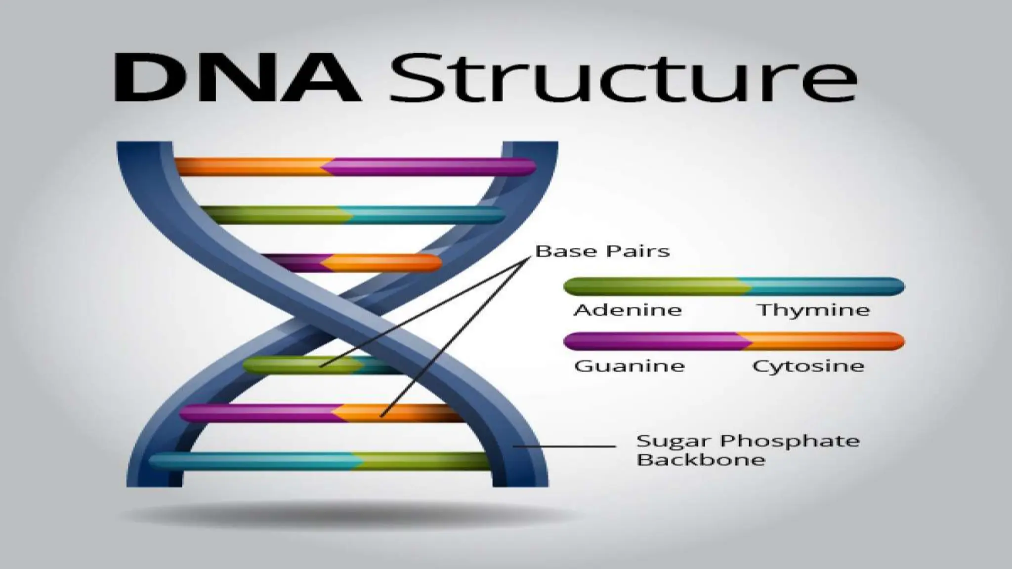 Molecular-structure-of-dna-rna-and-proteins-.pptx