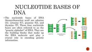 Molecular-structure-of-dna-rna-and-proteins-.pptx