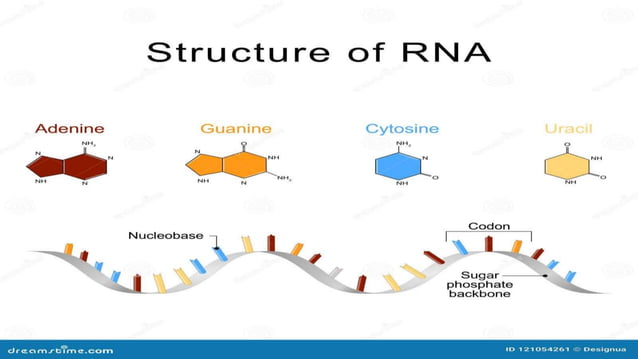 Molecular-structure-of-dna-rna-and-proteins-.pptx | Biological Sciences ...