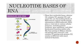 Molecular-structure-of-dna-rna-and-proteins-.pptx