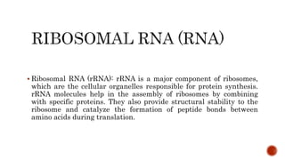 Molecular-structure-of-dna-rna-and-proteins-.pptx