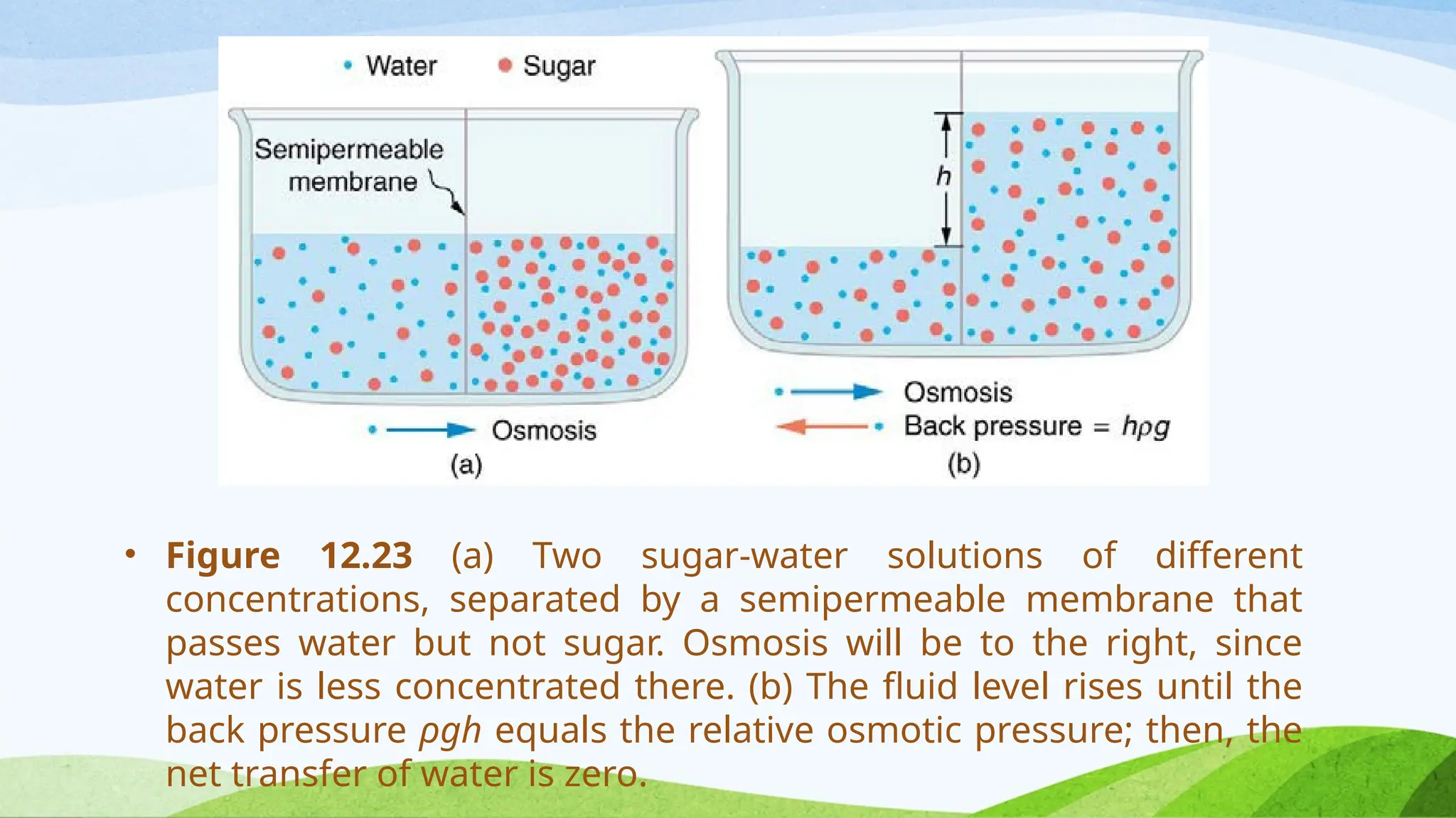 mmmmmmMolecular-Transport-Phenomena.pptx