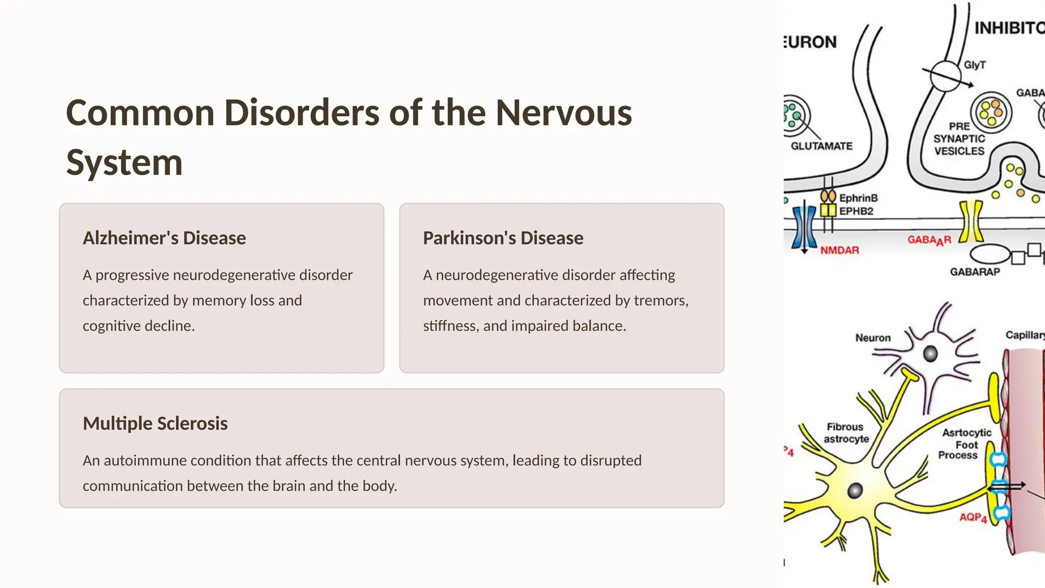 Introduction to nervous system Neuron structure , function and types | PPTX