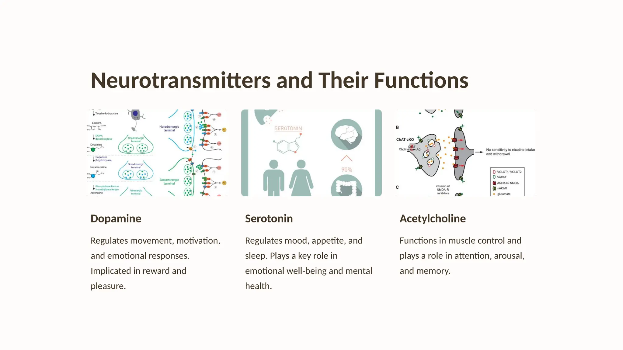 Introduction to nervous system Neuron structure , function and types | PPTX