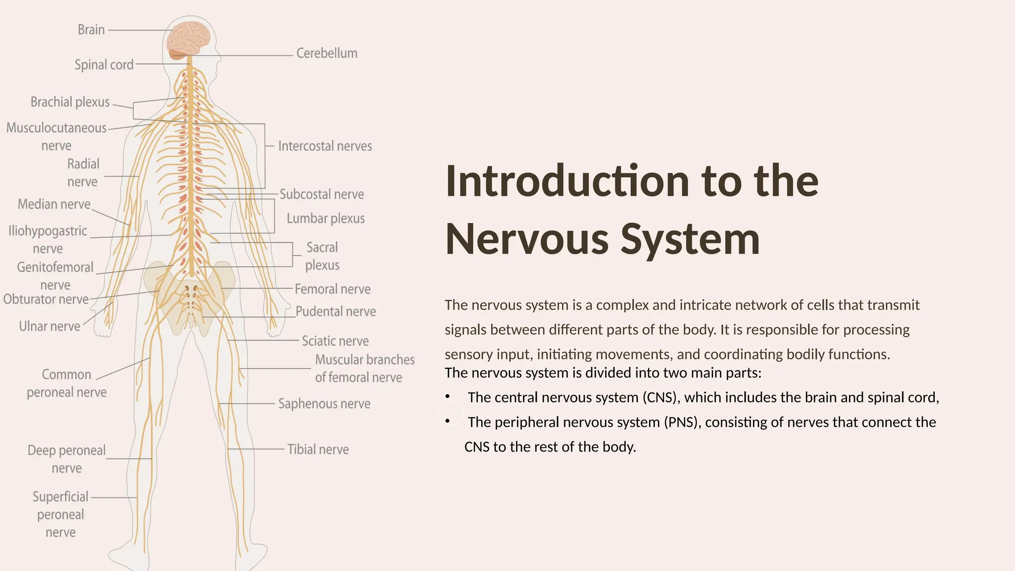 Introduction to nervous system Neuron structure , function and types | PPT