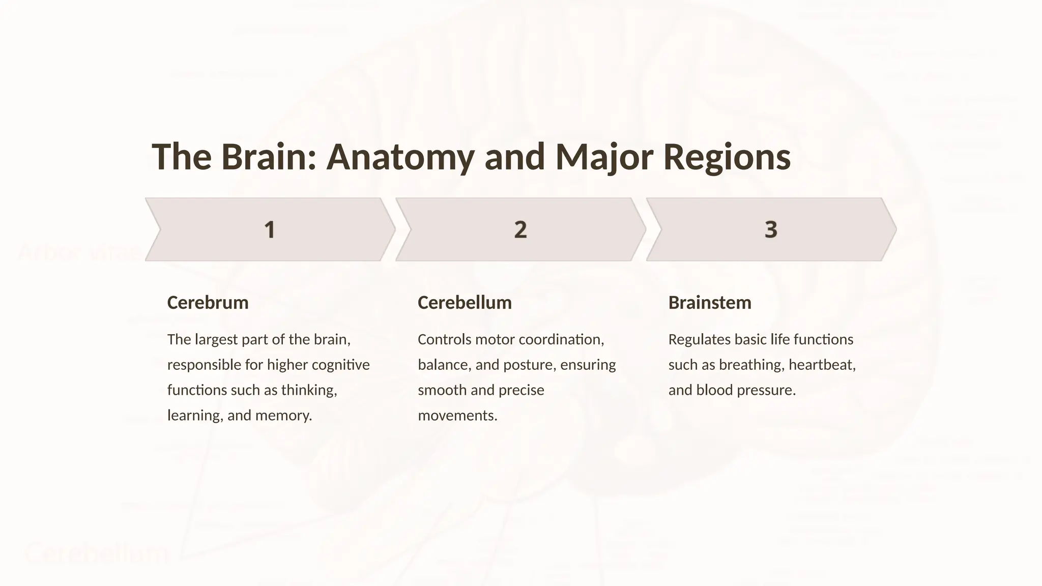Introduction to nervous system Neuron structure , function and types | PPTX