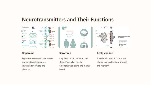Introduction to nervous system Neuron structure , function and types | PPTX