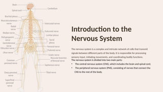 Introduction to nervous system Neuron structure , function and types | PPTX