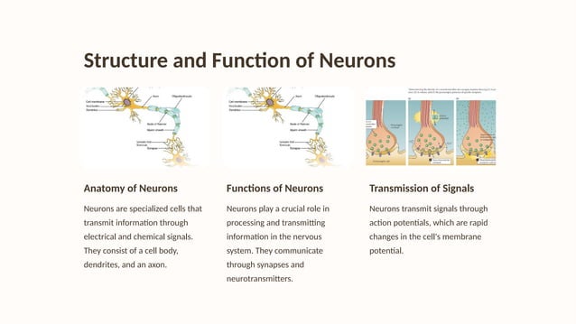 Introduction to nervous system Neuron structure , function and types | PPTX